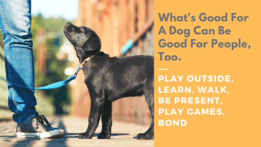 Good Ideas for Dogs are Good for People, Too - NESCA